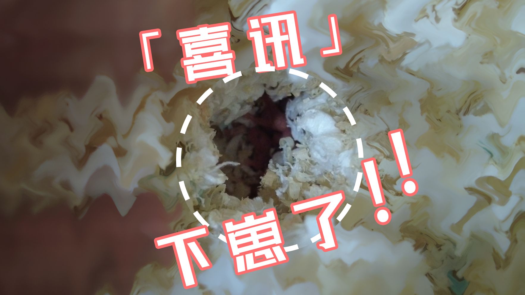 【仓鼠日记】喜迎仓鼠宝宝