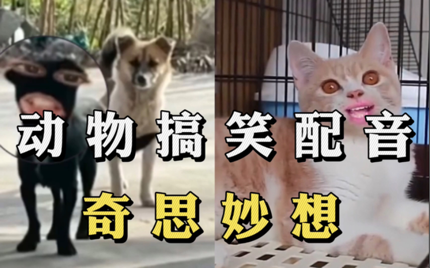 盘点那些给动物的爆笑配音,把动物换上人的嘴脸,奇思妙想太搞笑