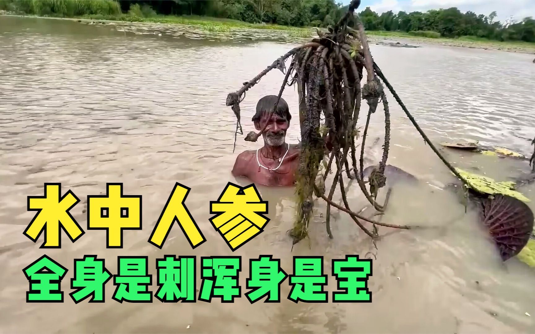 印度野芡实的种植和加工,可惜做成爆米花了