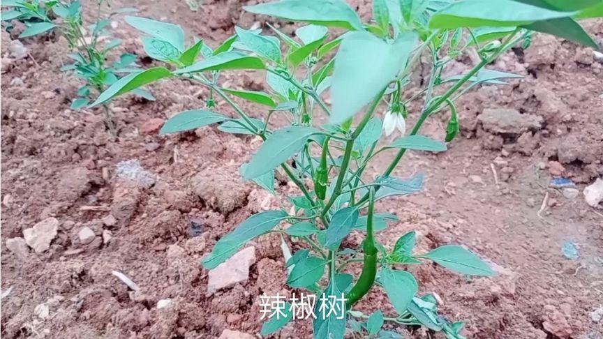 蔬果成长日记。视频记录了辣椒树从栽秧到开花结果的成长过程!