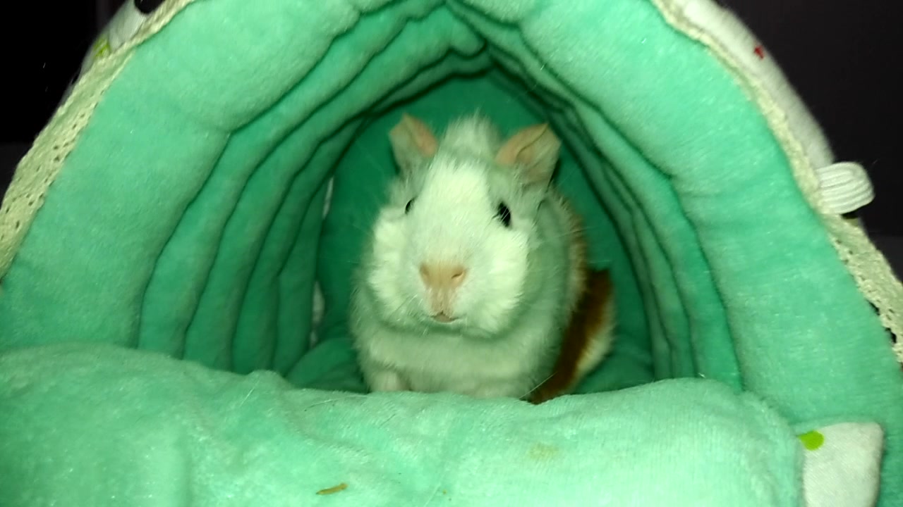 【豚鼠/荷兰猪】不需要厕所会定点大小便的桃子的家的布置,希望会有...