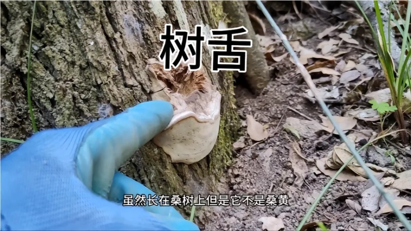 又是白跑的一天,桑树是很多,可惜都不结桑黄啊!桑黄越来越少了