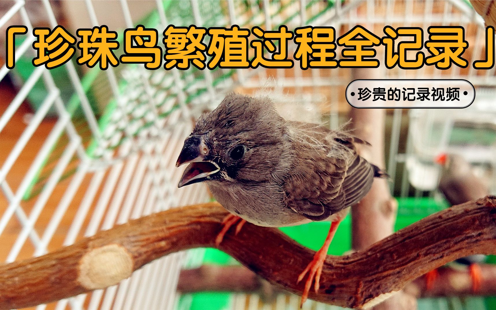 【珍珠鸟】下蛋-孵化-破壳-出窝全记录,一起见证小可爱成长的点滴