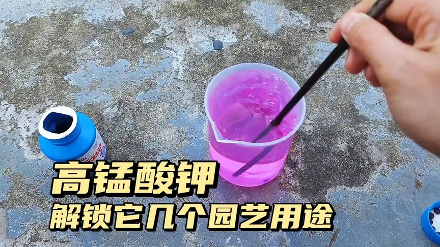 高锰酸钾,你未解锁的几个用途,家庭园艺万能杀菌药
