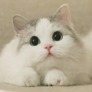 猫猫就该说喵 