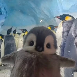潇湘未宜 
