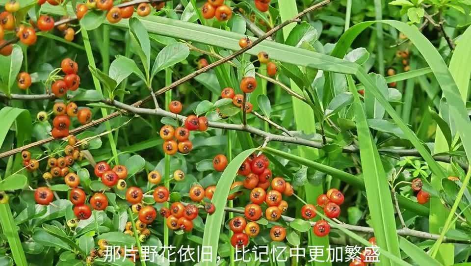小时候的月亮比现在的明亮! 家乡 记录真实生活 乡村气息