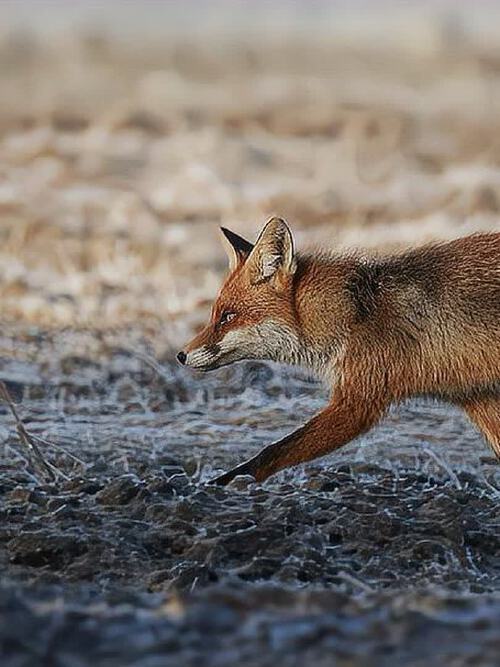 绝技!狐狸捕食田鼠,这动作太牛了