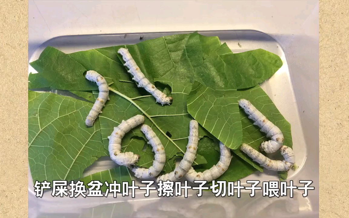 蚕宝宝三十天的成长记录