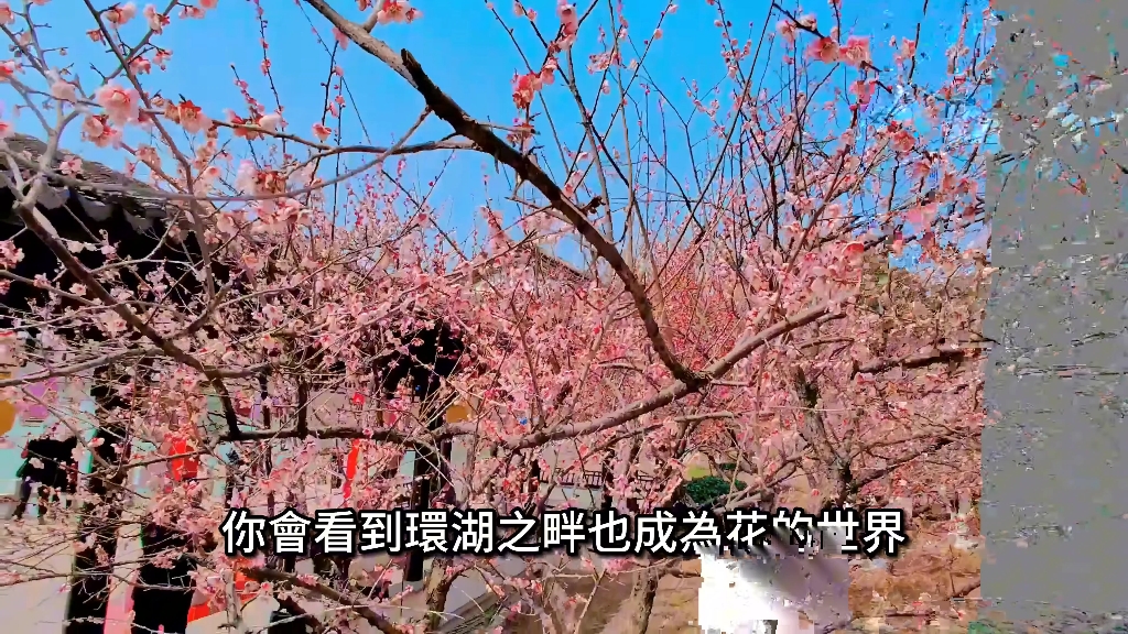 中国赏梅十大胜地:感受中国梅花独特魅力的十大景点。