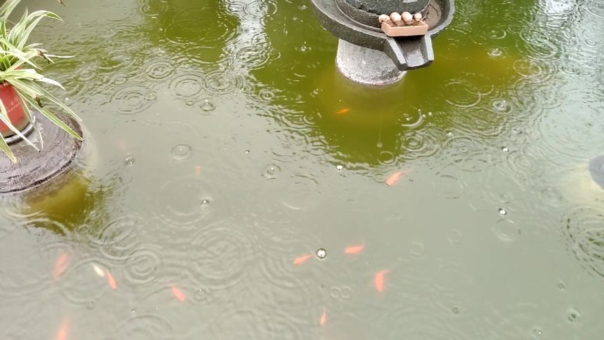 雨天,鱼都喜欢浮在水面。