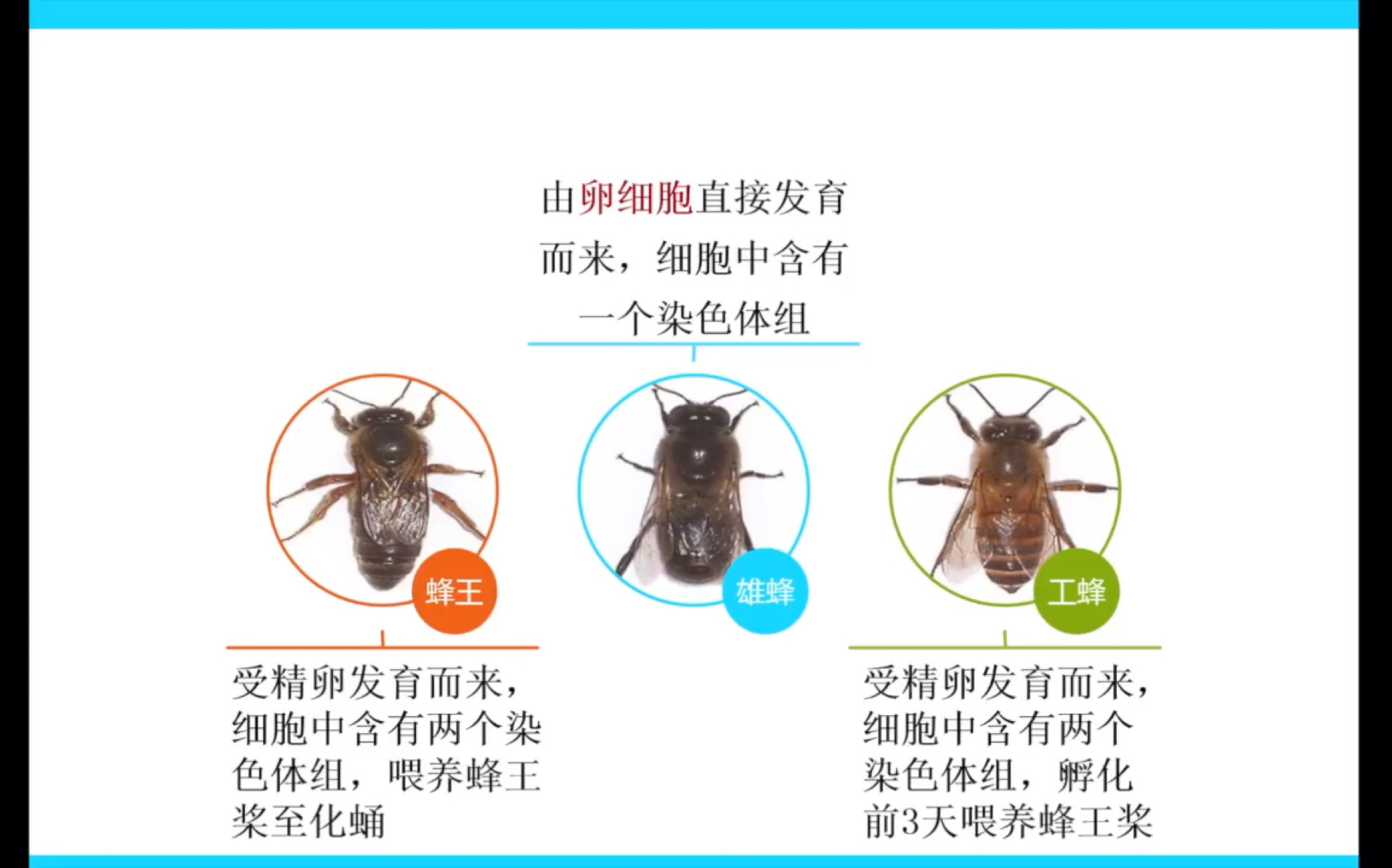 单倍体、二倍体和多倍体的概念