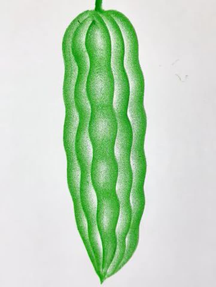 用油画棒这样画苦瓜又快又简单#画画