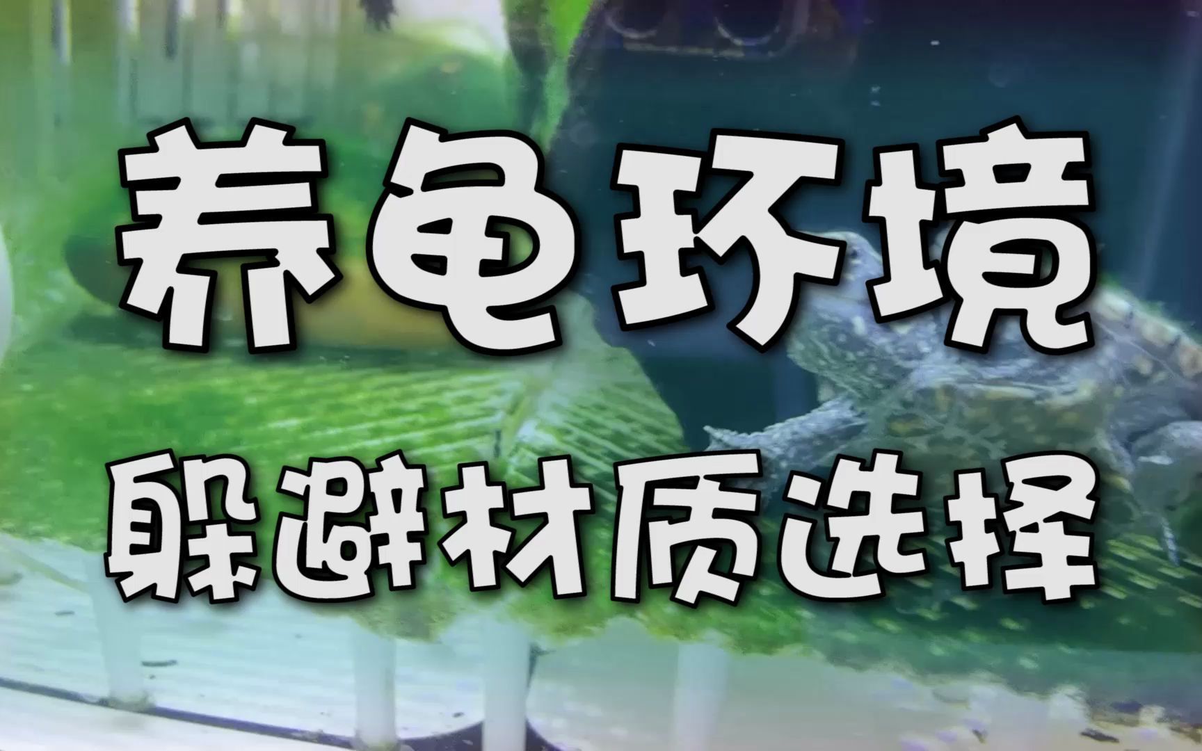 家庭养龟环境中躲避材质的选择