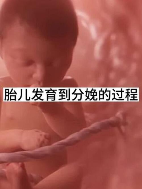 胎儿的形成以及分娩的全过程发育