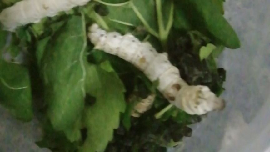 游点好玩,可爱的蚕宝宝来和你见面!#蚕的一生#狗头大作战