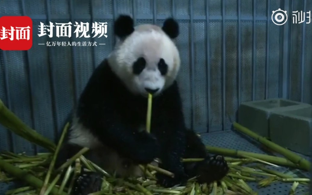 四川九寨沟:野生大熊猫回家