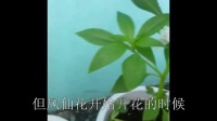 凤仙花的花和叶
