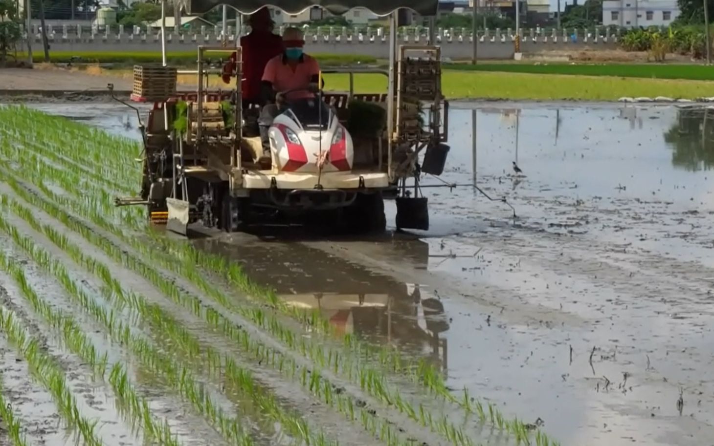 稻米的一生:水稻的种植与收割