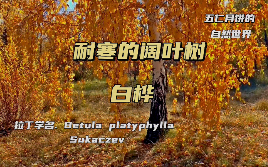 白桦树:神奇的文化,实用的智慧