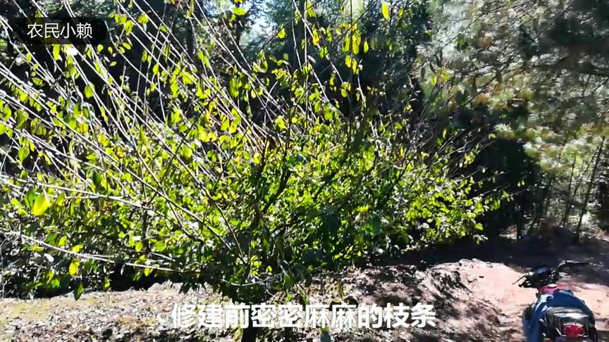 这个时候我就是果树的造型设计师 帮它们修剪出最适合的造型