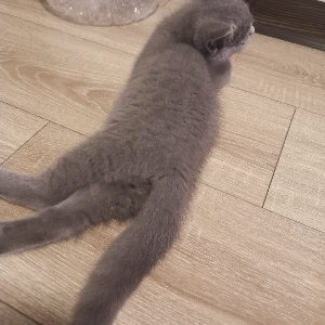 lucky是喵星人 