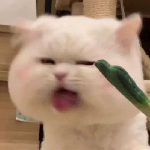 小羊削你- 