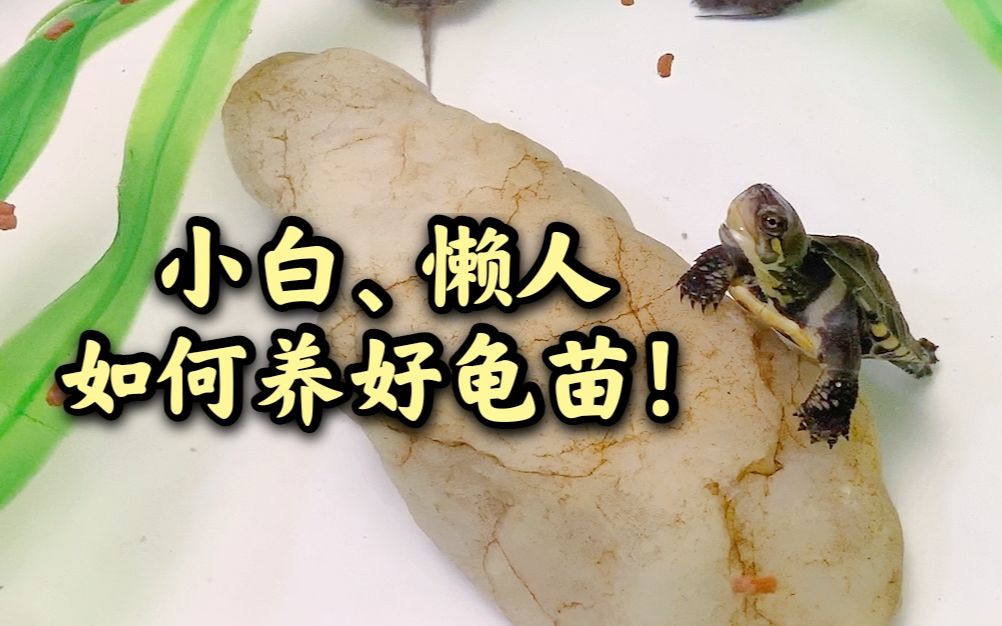 ...饲养龟苗方法!快速教会你如何用脸盆饲养龟苗!秋季养龟苗要注意什么?