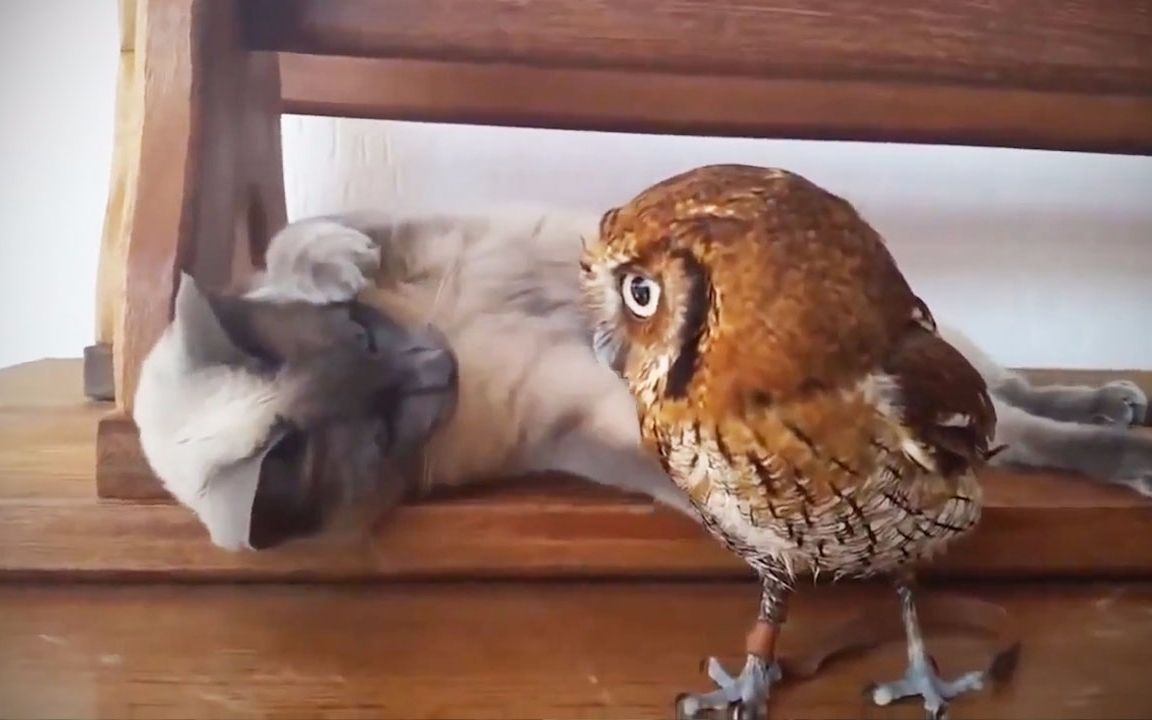 有种看了你别笑!你能忍到第几关?猫头鹰搞笑大合集!@油兔不二字幕组