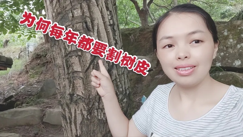 这棵树为什么每年要把树皮割几刀有什么好处,今天终于长见识了