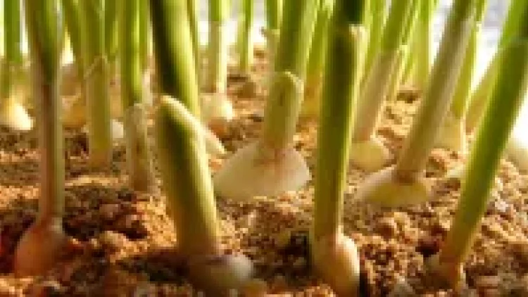 大蒜从蒜苗到蒜苔的成长过程你知道吗?为了长成大蒜还需抽取蒜苔