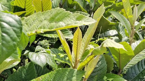枇杷叶煮水喝竟有这些奇效!止咳化痰养肺全攻略