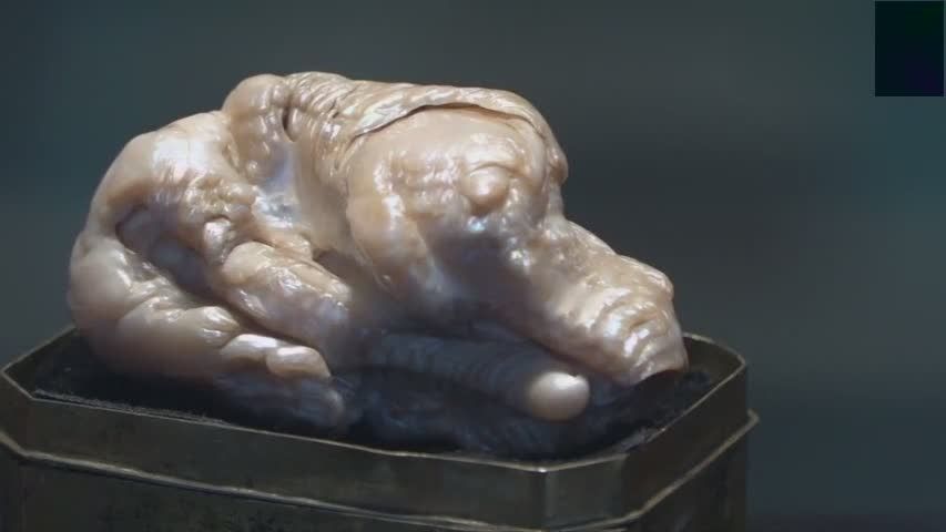 世界最大的淡水珍珠,完全天然生成,估计拍出50万欧!