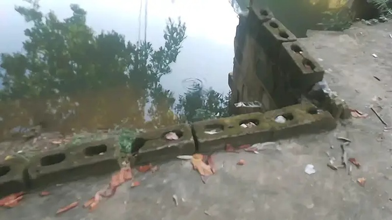 上浮的鱼一看到我在拍它们就害羞的下沉了!