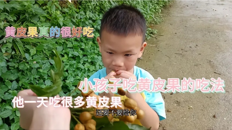 你永远猜不到小孩子吃黄皮果,是这样的吃法,你家小孩也这样吃吗
