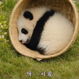 菠萝包饭啵 