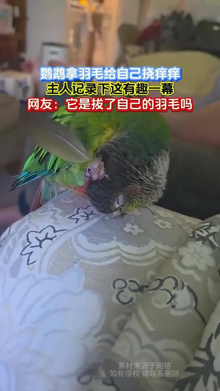 鹦鹉用羽毛给自己挠痒痒,主人记录有趣一幕