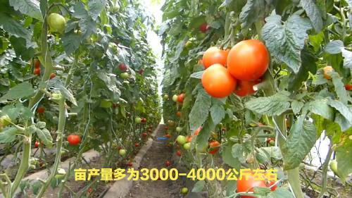 西红柿的亩产量,西红柿生长过程中需要哪些肥料