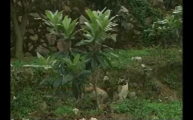 枇杷种植 枇杷的种植技术 全套技术教学