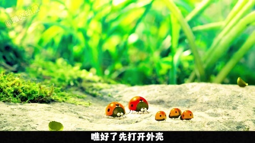 小瓢虫被一群苍蝇欺负,翅膀都摔折了!动画解说