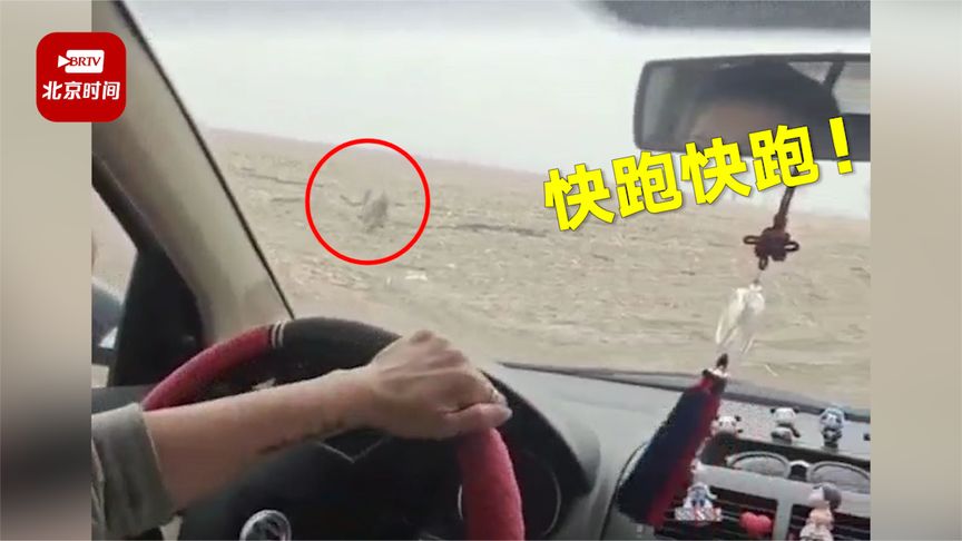 黑龙江一野生东北虎进村咬伤一村民 工作人员车窗被老虎一掌拍碎