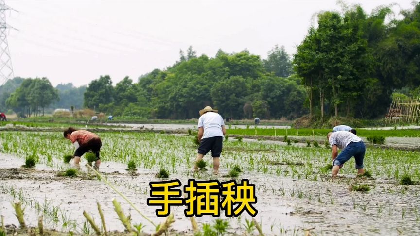 给大家介绍一下水稻的插秧 成熟 收割 归仓。以及做成大米的过程