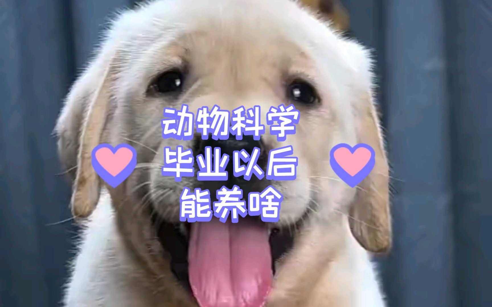 动物科学专业 毕业以后能养啥