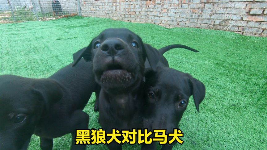 把三只黑狼犬和三只马犬混在一起,本想能一起玩,结果“出事了”