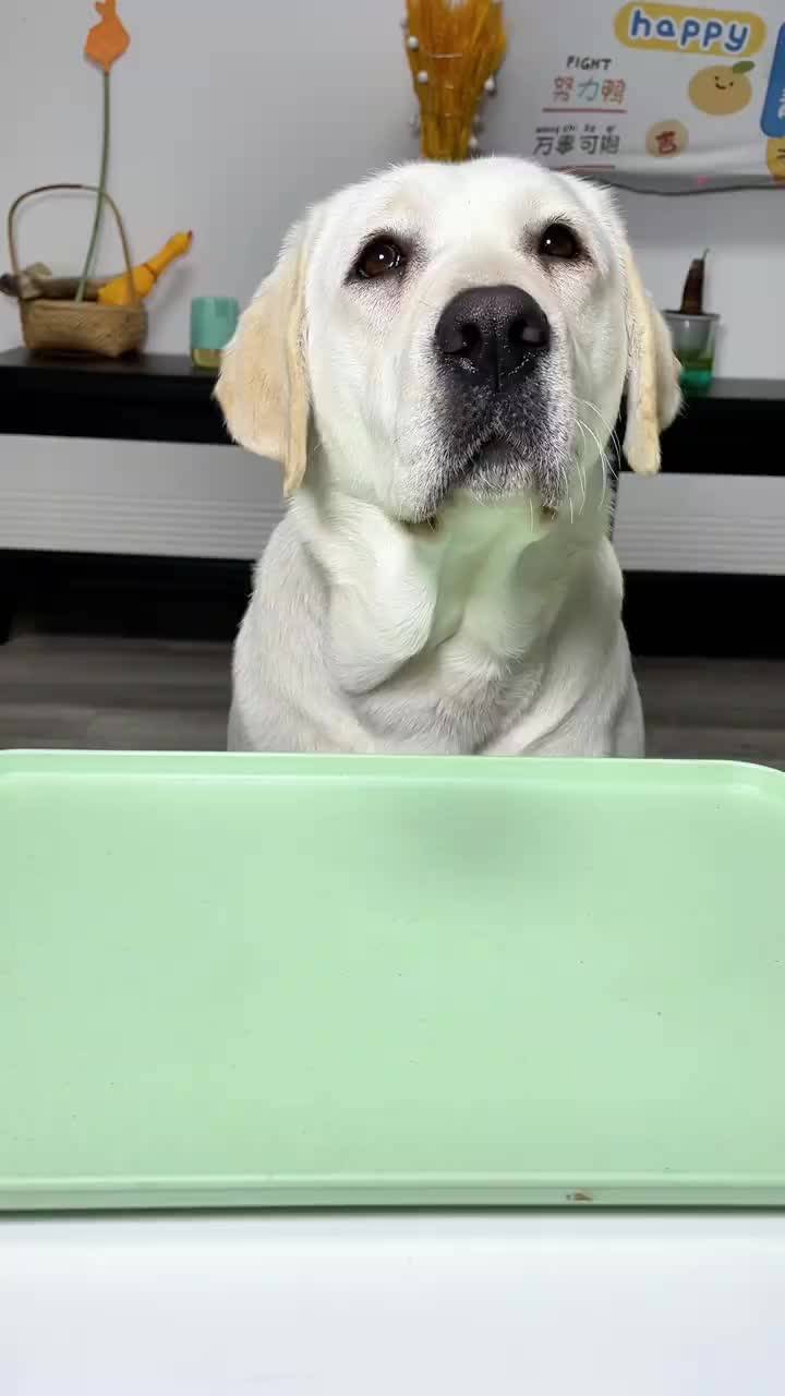 谁家狗洗澡用肥皂呀……