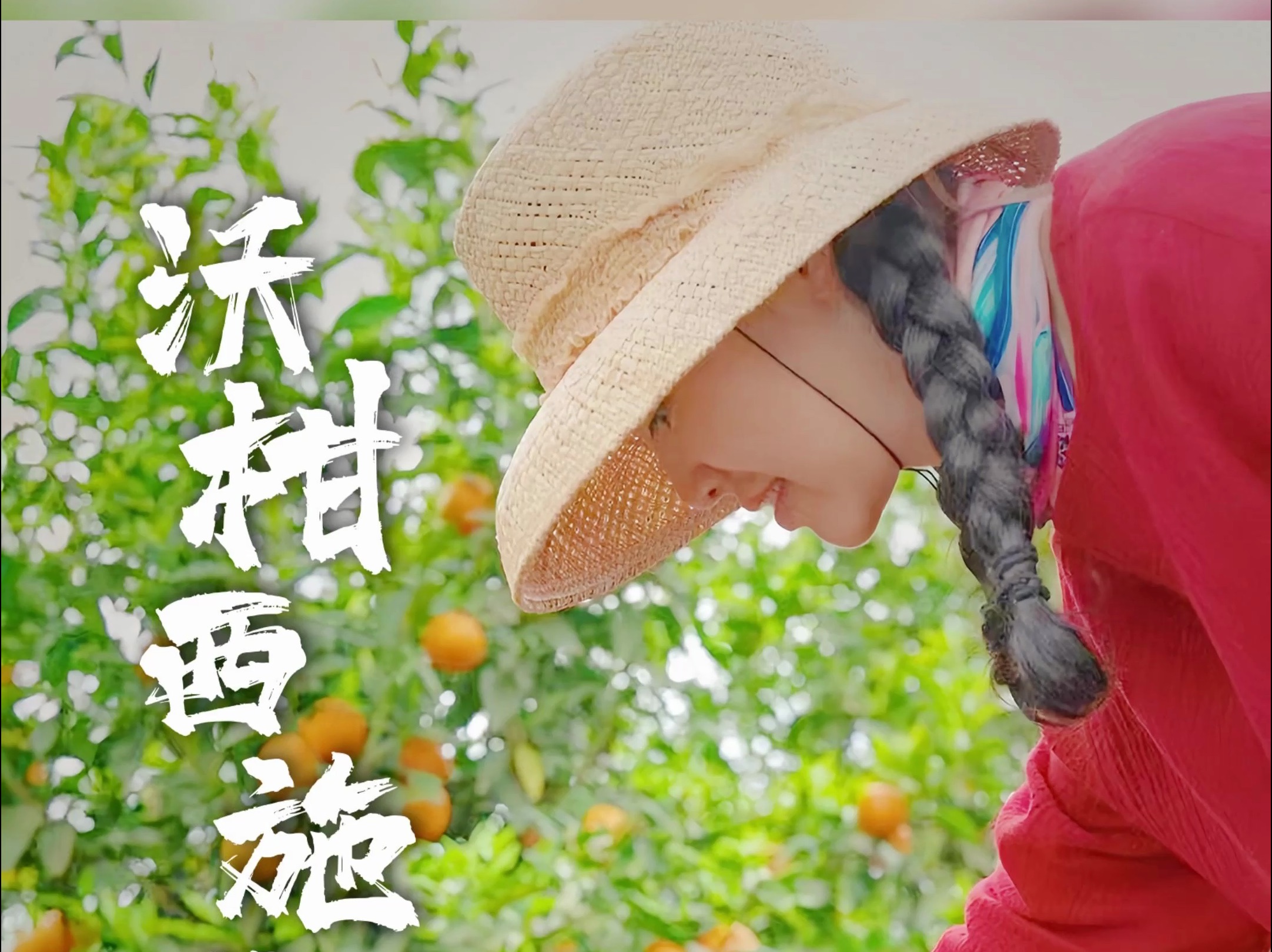 沃柑西施的农业追求