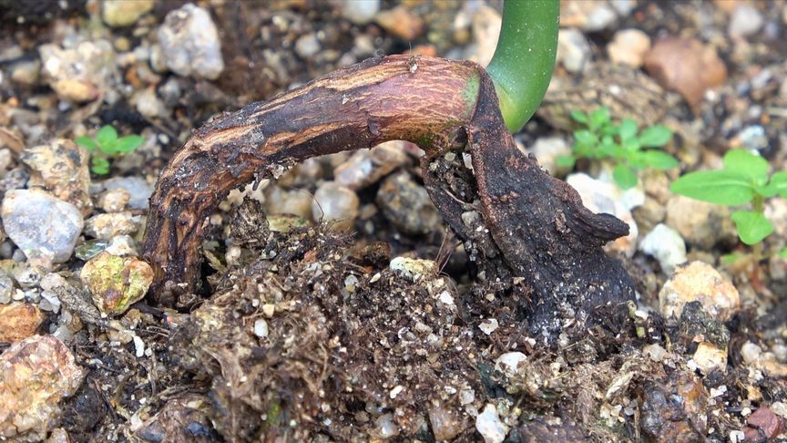 从芒果核到芒果树,才20天就长得非常茂盛!