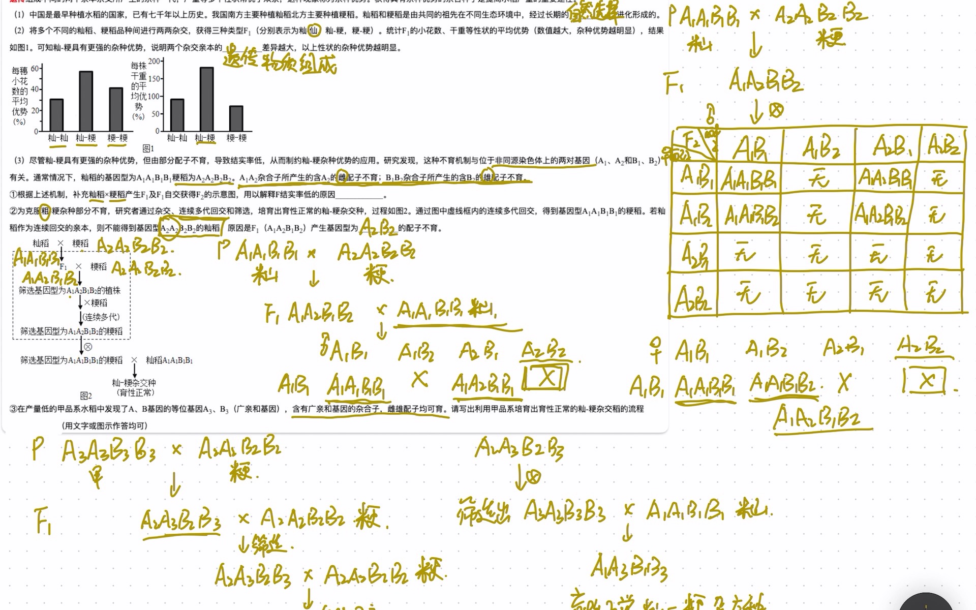 籼-粳杂种优势的遗传机制