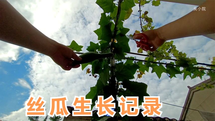 丝瓜生长记录