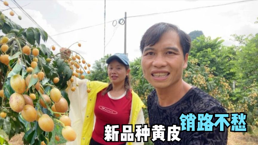 新品种黄皮熟了,收购价5元1斤销路不愁,啥样的黄皮果这么受欢迎